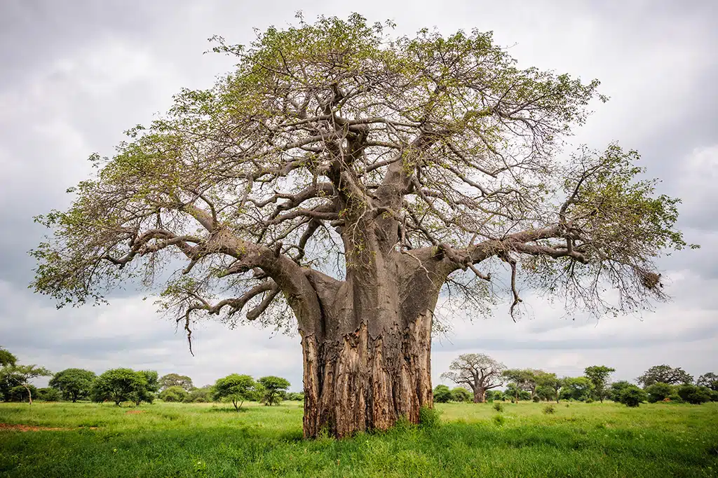 Famous Trees of Tanzania: Must-See Natural Wonders