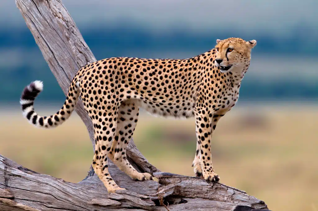 Verbazingwekkende feiten over de cheeta's