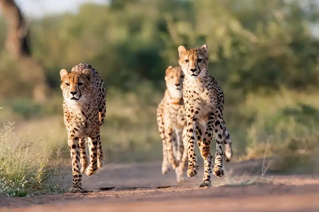 Verbazingwekkende feiten over de cheeta's