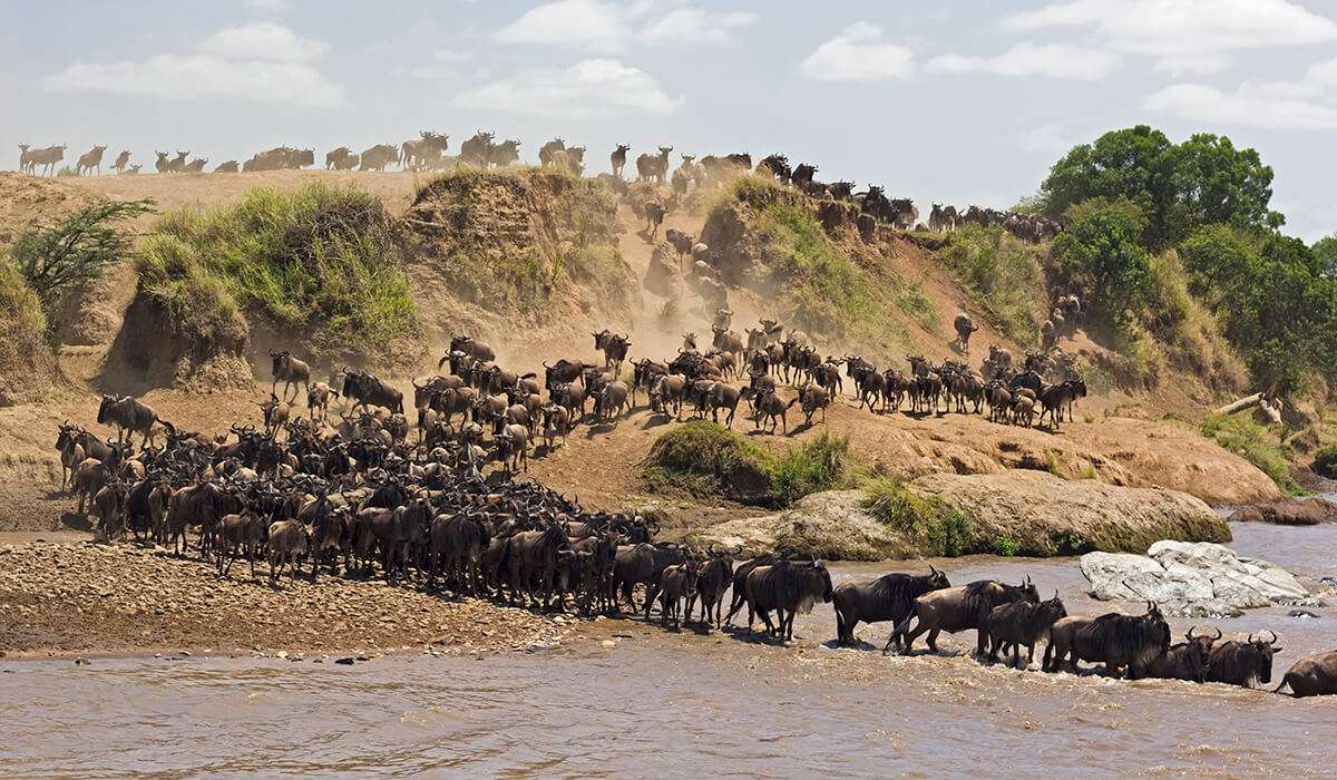 A complete guide - The Great Wildebeest Migration