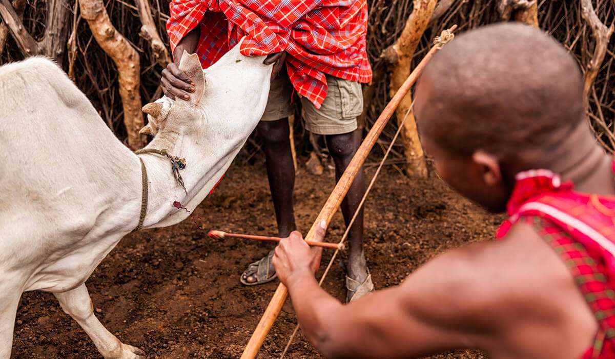 Discover the Maasai Tribe – Culture & Traditions Guide