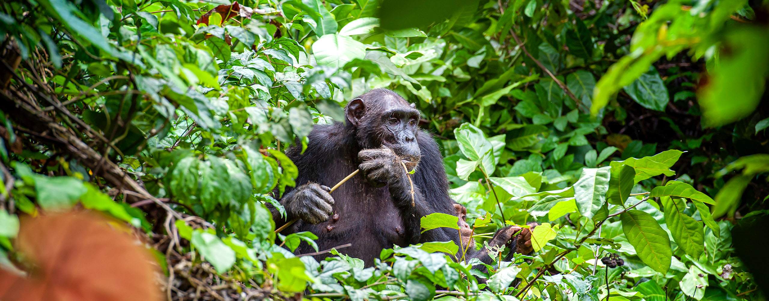Gombe Stream National Park – Guide, Map, Faq and more