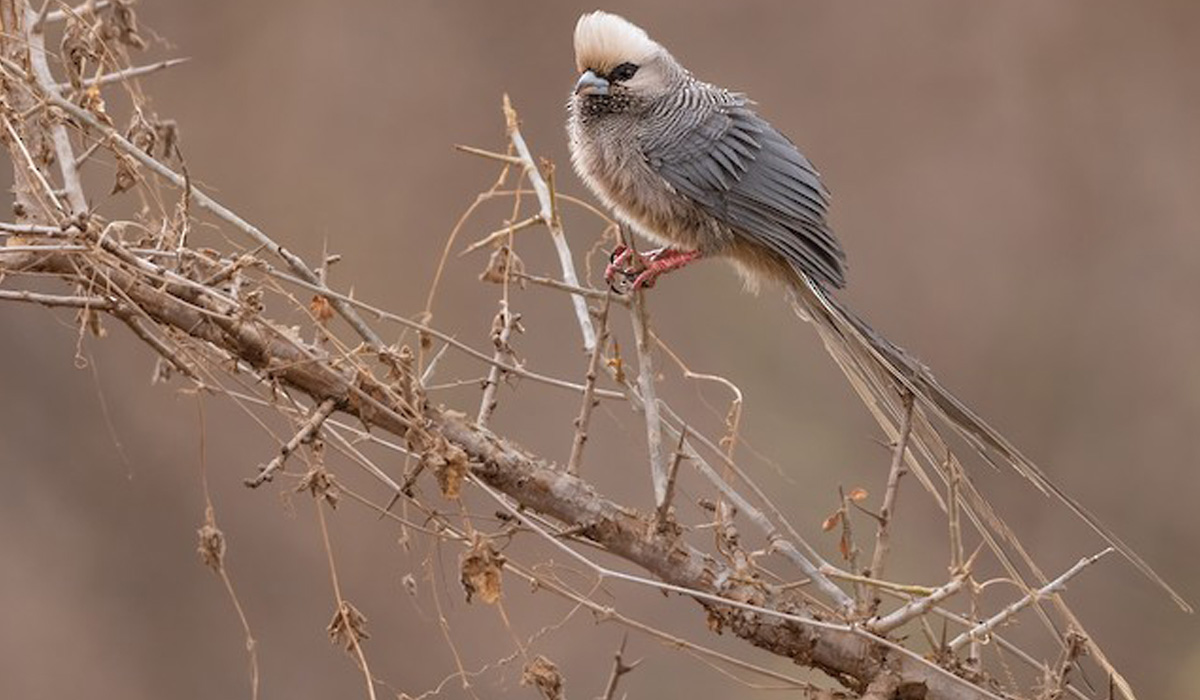 Eastern Circuit – Guide, Map, Faq and more