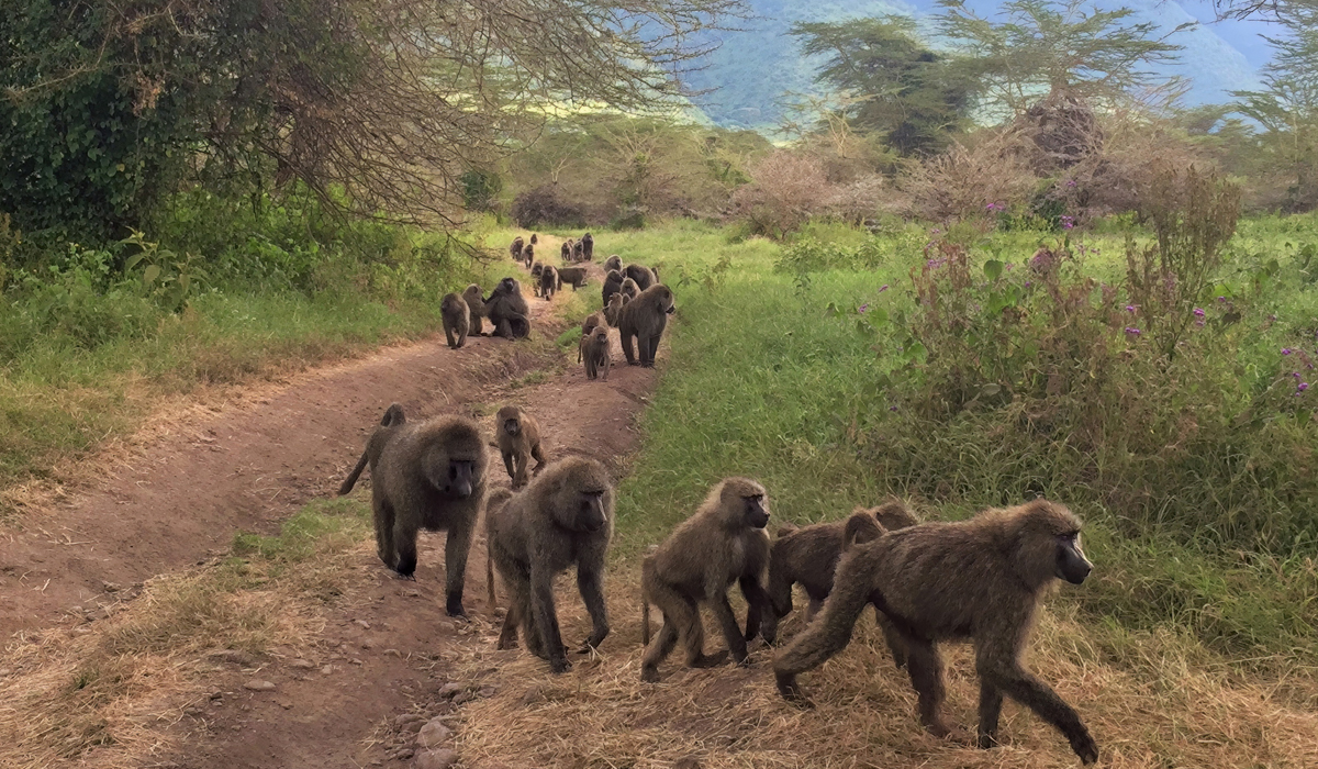 Northern Circuit– Guide, Map, Faq and more