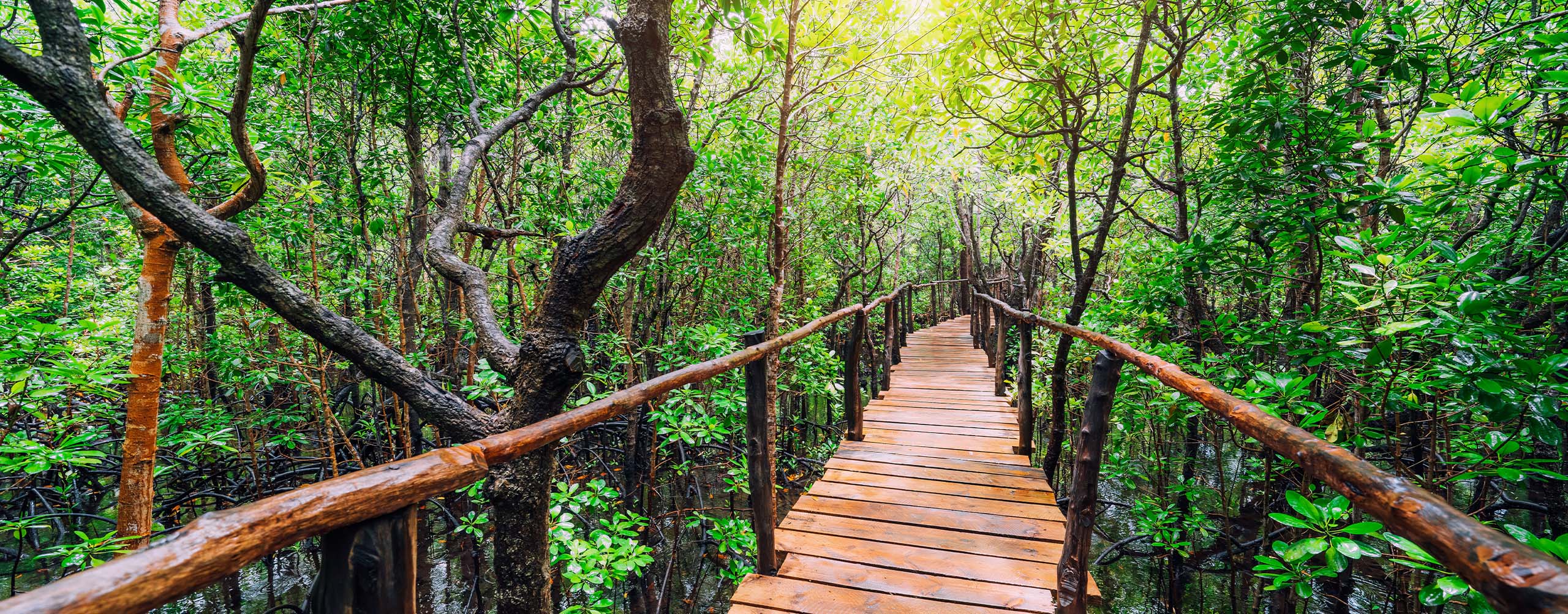 Jozani Chwaka Bay National Park – Guide, Map, Faq and more