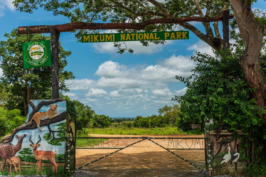 5 Reasons Why You Should Visit Mikumi National Park in 2025/