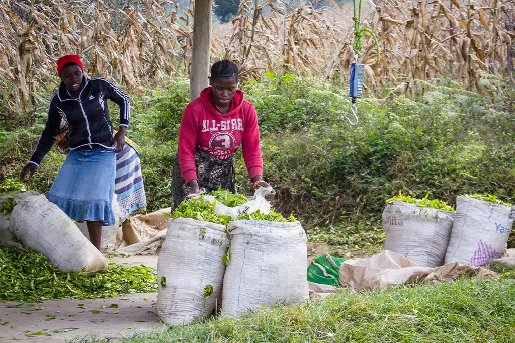 2025/2026年にムフィンディを訪れるべき5つの理由