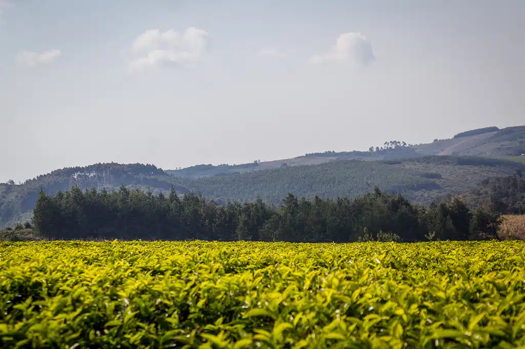 2025/2026年にムフィンディでやるべき最高のこと