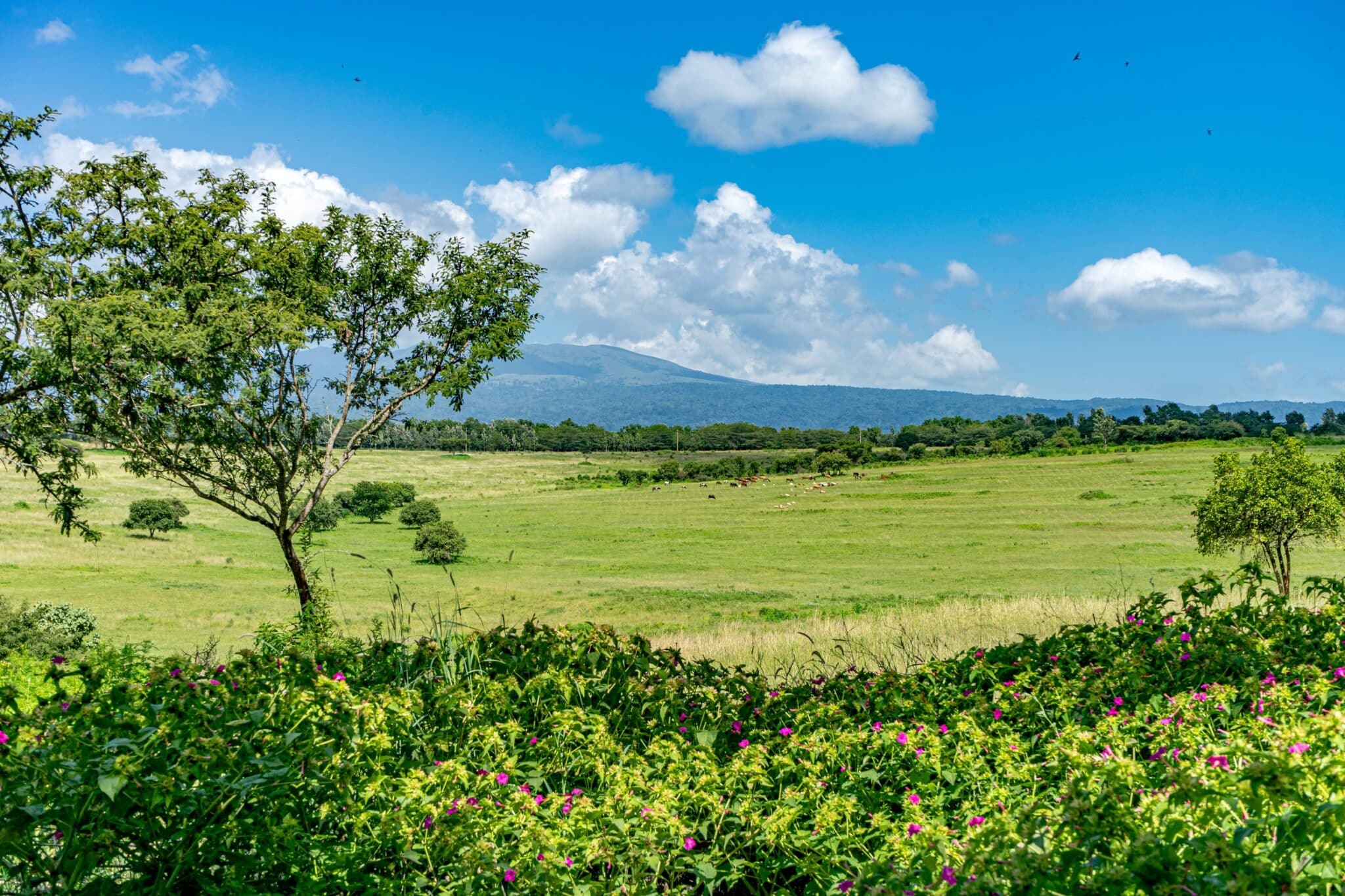 Karatu Travel Guide 2025/2026: The Gateway to the Serengeti