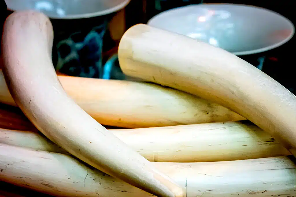 African Elephants: Discover Their Majesty in Tanzania