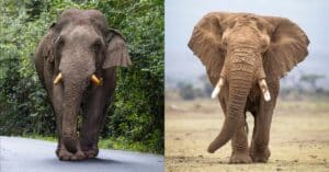 Katavi National Park Travel Guide 2024/2025: The Complete Guide to The ...