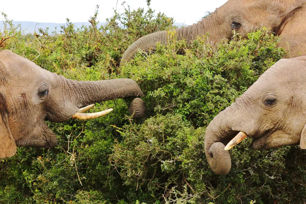 African Elephants: Discover Their Majesty in Tanzania