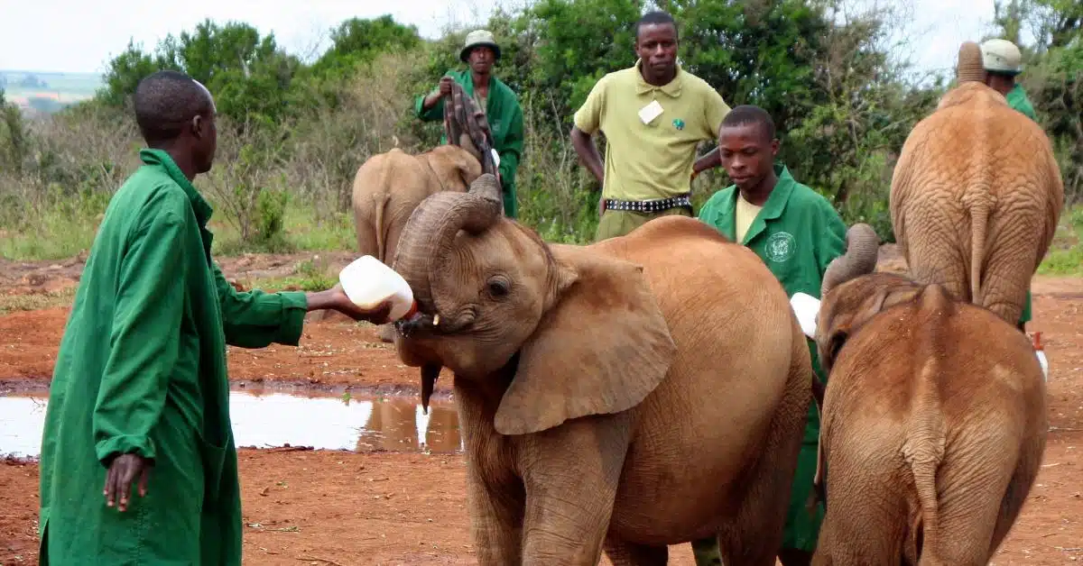 Tanzanian Tribes: Culture & Traditions Explained