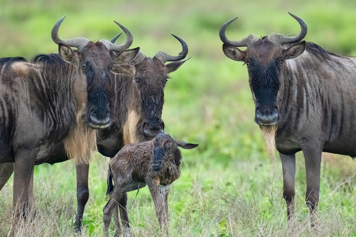 Ndutu – Guide, Map, Faq and more