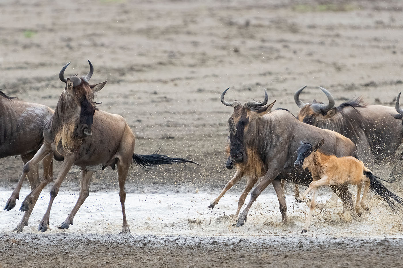 Ndutu – Guide, Map, Faq and more